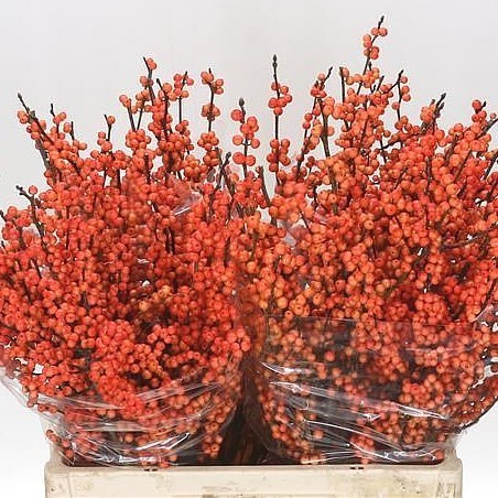 Ilex Winter Gold 50cm | Wholesale Dutch Flowers & Florist Supplies UK