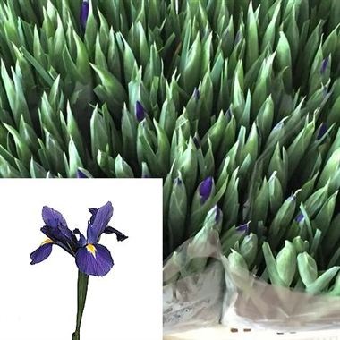 Iris Blue Magic 50cm | Wholesale Dutch Flowers & Florist Supplies UK