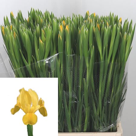 Iris Golden Beauty (Extra) 70cm | Wholesale Dutch Flowers & Florist ...