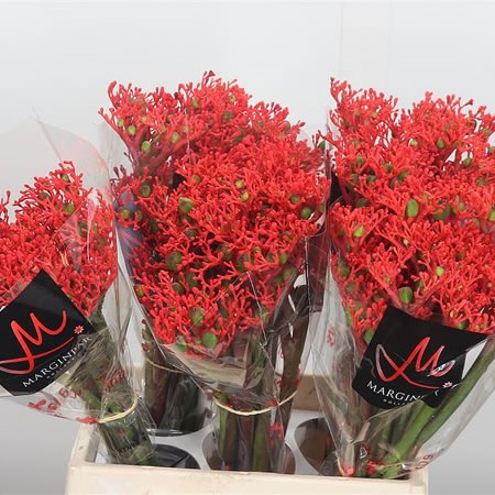 Jatropha Firecracker 45cm | Wholesale Dutch Flowers & Florist Supplies UK
