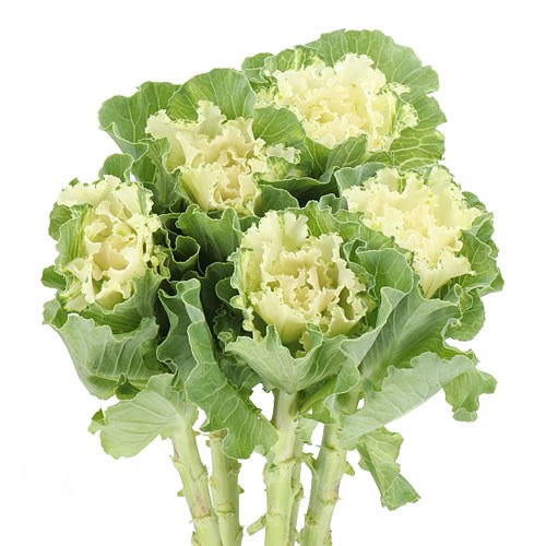 KALE RUFFLE WHITE 70cm | Wholesale Dutch Flowers & Florist Supplies UK