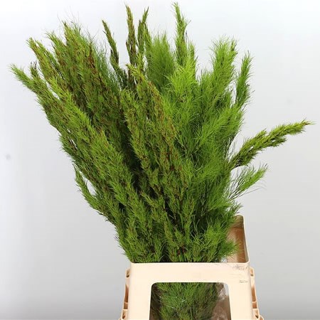 KOALA FERN 80cm | Wholesale Dutch Flowers & Florist Supplies UK