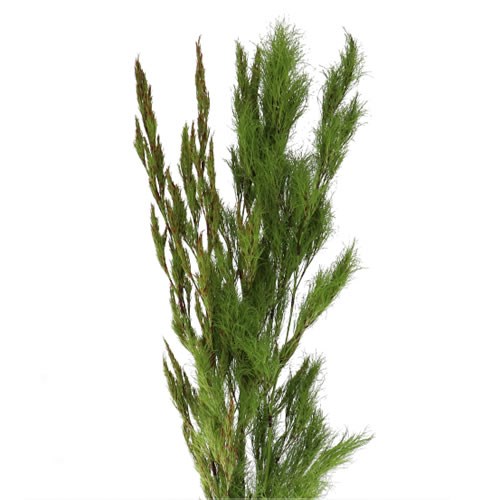 KOALA FERN 80cm | Wholesale Dutch Flowers & Florist Supplies UK