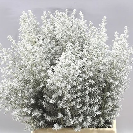 KOCHIA 40cm | Wholesale Dutch Flowers & Florist Supplies UK