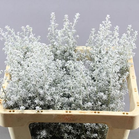 KOCHIA 45cm | Wholesale Dutch Flowers & Florist Supplies UK