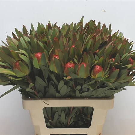 Kaaps Ayoba Sky 60cm | Wholesale Dutch Flowers & Florist Supplies UK