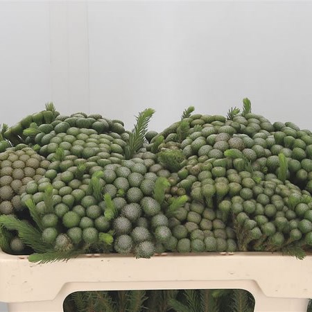 Kaaps Brunia Albiflora 50cm | Wholesale Dutch Flowers & Florist Supplies UK