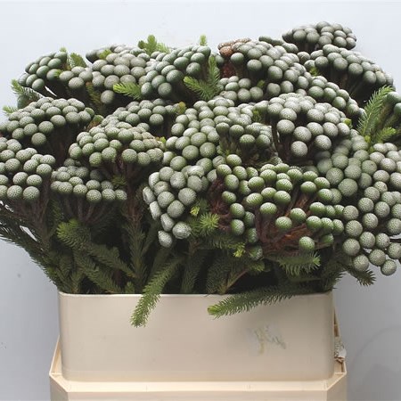 Kaaps Brunia Albiflora Large 80cm | Wholesale Dutch Flowers & Florist ...