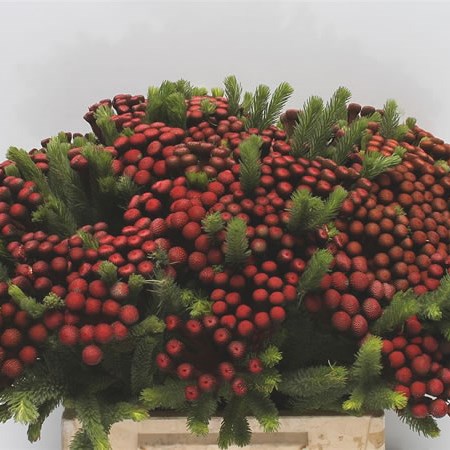 Kaaps Brunia Albiflora Red 35cm | Wholesale Dutch Flowers & Florist ...