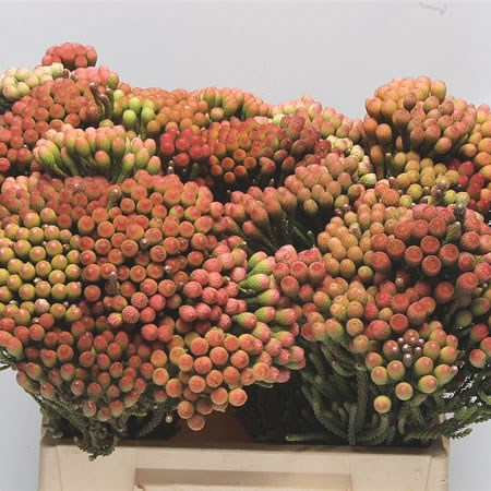 Kaaps Brunia Red Medium 40cm | Wholesale Dutch Flowers & Florist ...