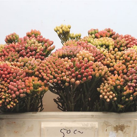 Kaaps Brunia Red Medium 50cm | Wholesale Dutch Flowers & Florist ...