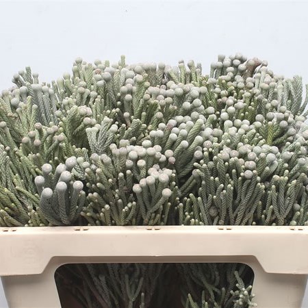 Kaaps Brunia Silver Moon 50cm | Wholesale Dutch Flowers & Florist ...