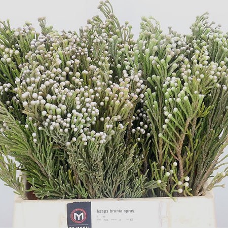 Kaaps Brunia (Spray) 40cm | Wholesale Dutch Flowers & Florist Supplies UK