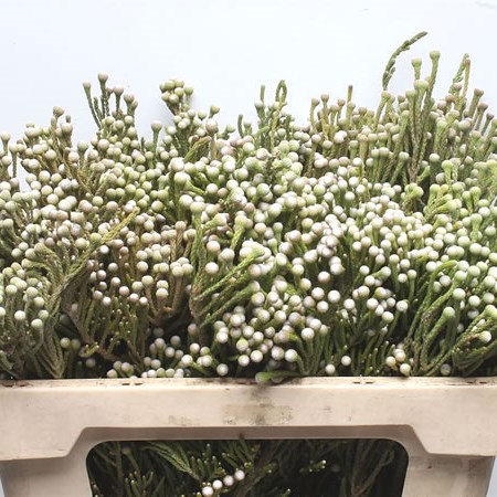Kaaps Brunia (Spray) 50cm | Wholesale Dutch Flowers & Florist Supplies UK