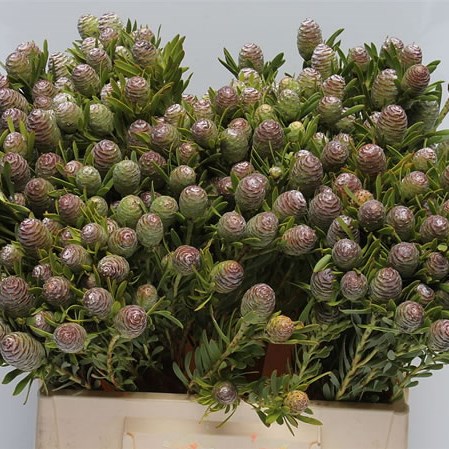 Kaaps Conifolium 40cm | Wholesale Dutch Flowers & Florist Supplies UK
