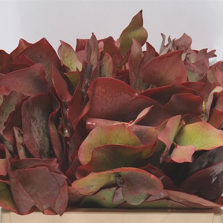 Kaaps Cordata 30cm | Wholesale Dutch Flowers & Florist Supplies UK