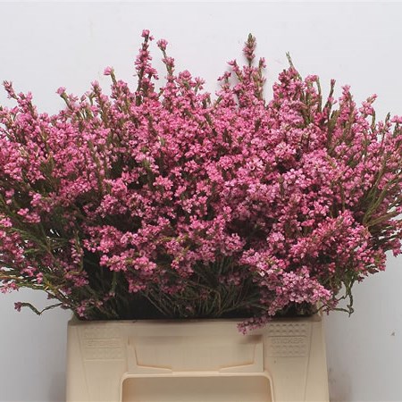 Kaaps Erica Baccas 40cm | Wholesale Dutch Flowers & Florist Supplies UK