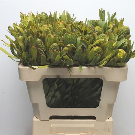 Kaaps Plattystar 50cm | Wholesale Dutch Flowers & Florist Supplies UK