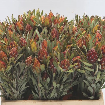 Kaaps Plumosum 40cm | Wholesale Dutch Flowers & Florist Supplies UK