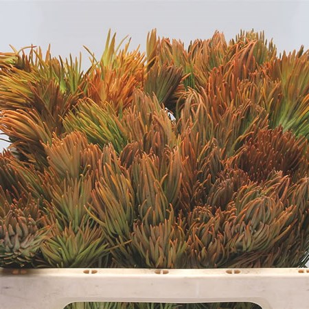 Kaaps Retzia 50cm | Wholesale Dutch Flowers & Florist Supplies UK