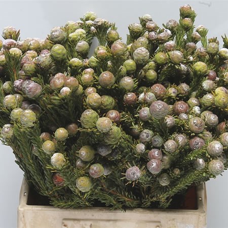 Kaaps Tortum 40cm | Wholesale Dutch Flowers & Florist Supplies UK