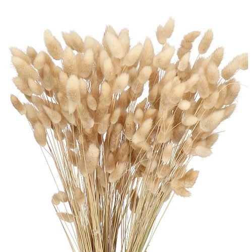 LAGURUS NATURAL (DRIED) 60cm | Wholesale Dried Flowers UK | Preserved ...