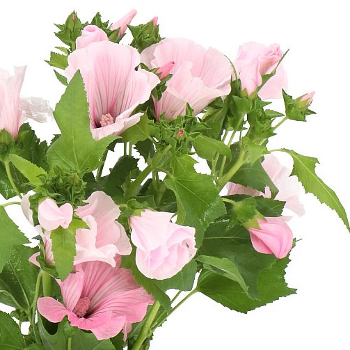 LAVATERA LIGHT PINK 70cm | Wholesale Dutch Flowers & Florist Supplies UK
