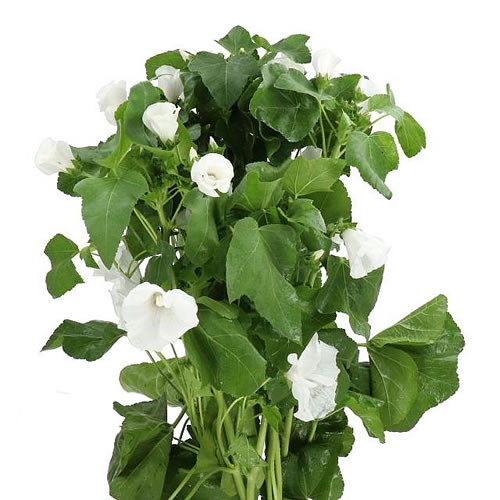 LAVATERA WHITE 60cm | Wholesale Dutch Flowers & Florist Supplies UK