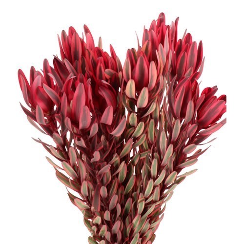 LEUCADENDRON JESTER 70cm | Wholesale Dutch Flowers & Florist Supplies UK