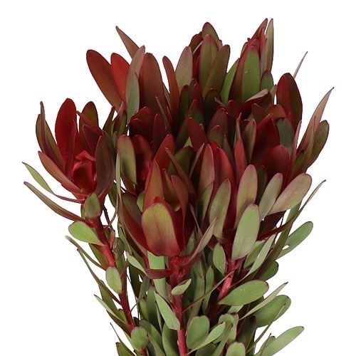 LEUCADENDRON SAFARI SUNSET 80cm | Wholesale Dutch Flowers & Florist ...