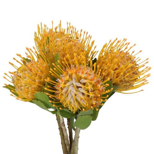 LEUCOSPERMUM JOTI (SMALL BOX) 35cm | Wholesale Dutch Flowers & Florist ...