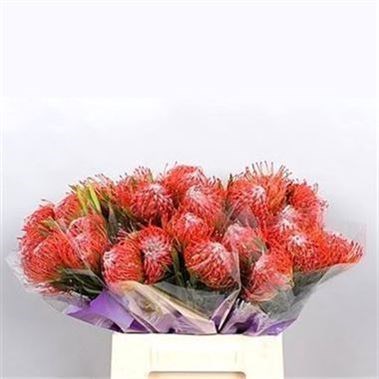 LEUCOSPERMUM (NUTAN) TANGO 35cm | Wholesale Dutch Flowers & Florist ...