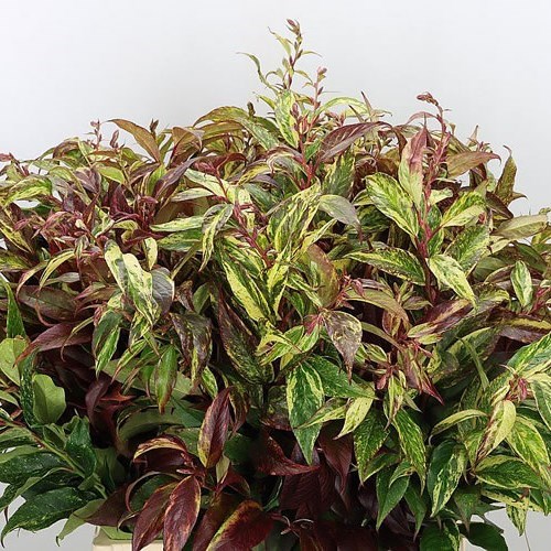LEUCOTHOE WALTERI RAINBOW 50cm | Wholesale Dutch Flowers & Florist ...