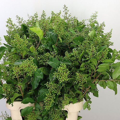 LIGUSTRUM WINTER JEWEL 80cm | Wholesale Dutch Flowers & Florist Supplies UK