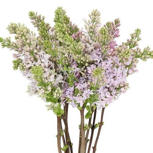 LILACS LAVALIENSIS - 4 BUDS 80cm | Wholesale Dutch Flowers & Florist ...