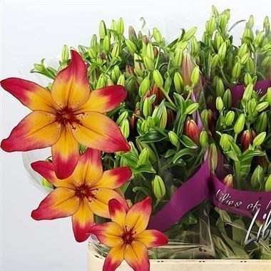 LILY ASIATIC HEARTSTRINGS 90cm 3+ | Wholesale Dutch Flowers & Florist ...