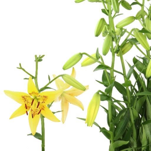 LILY ASIATIC YELLOW BRUSE 95cm 6+ | Wholesale Dutch Flowers & Florist ...