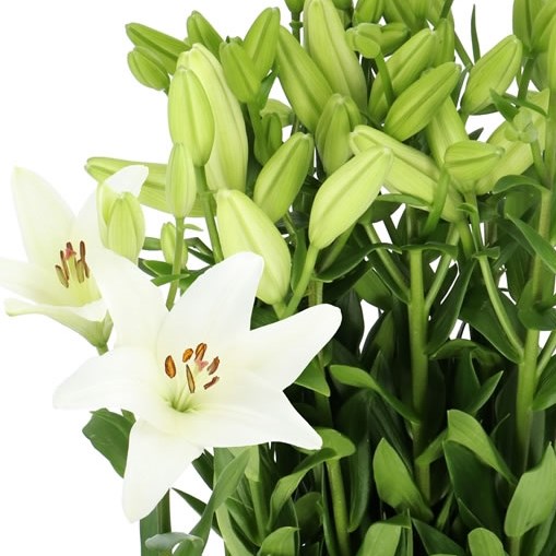 LILY LA BACH 85cm 3+ | Wholesale Dutch Flowers & Florist Supplies UK