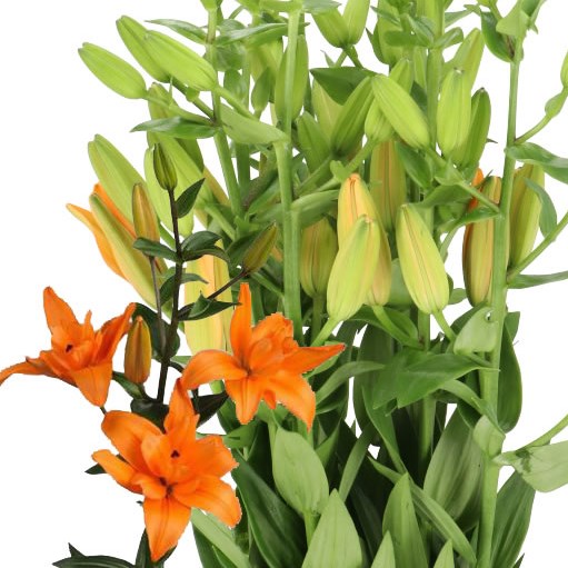 LILY LA BUTTERFLY ANGEL 95cm 5+ | Wholesale Dutch Flowers & Florist ...