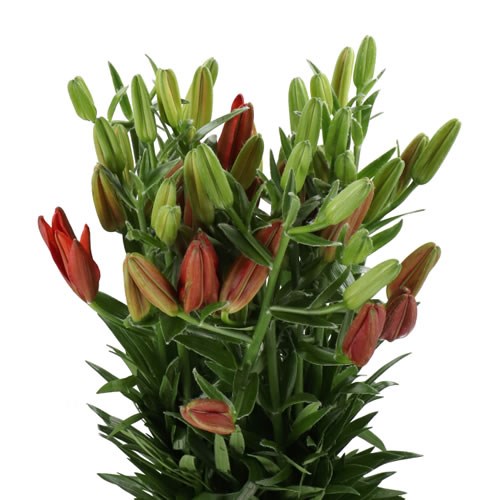 LILY LA DOUBLE RED SANTA 85cm 5+ | Wholesale Dutch Flowers & Florist ...