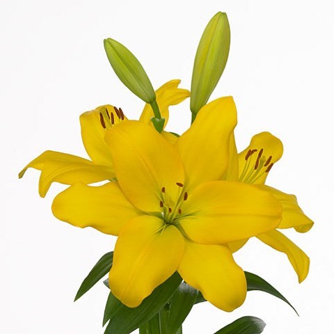 LILY LA NASHVILLE 85cm | Wholesale Dutch Flowers & Florist Supplies UK
