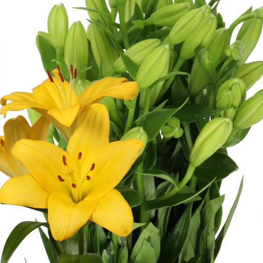 LILY LA NASHVILLE 90cm 5+ | Wholesale Dutch Flowers & Florist Supplies UK