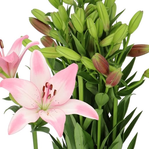 LILY LA RUBENS 90cm 4+ | Wholesale Dutch Flowers & Florist Supplies UK