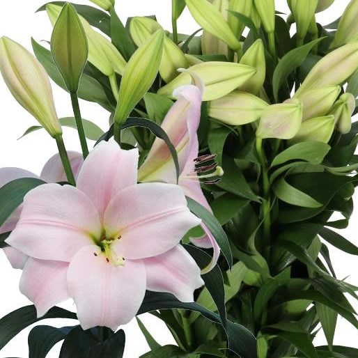 LILY LONGI. CALI 100cm 2+ | Wholesale Dutch Flowers & Florist Supplies UK
