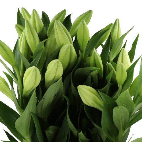 LILY LONGI. SHOW UP 90cm 2+ | Wholesale Dutch Flowers & Florist Supplies UK