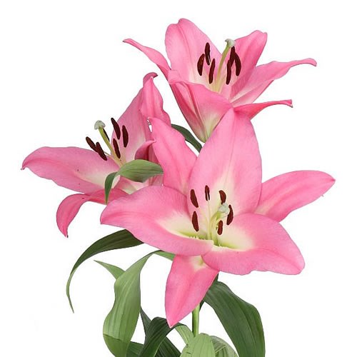 LILY ORIENTAL - ALBARETO 85cm 3+ | Wholesale Dutch Flowers & Florist ...