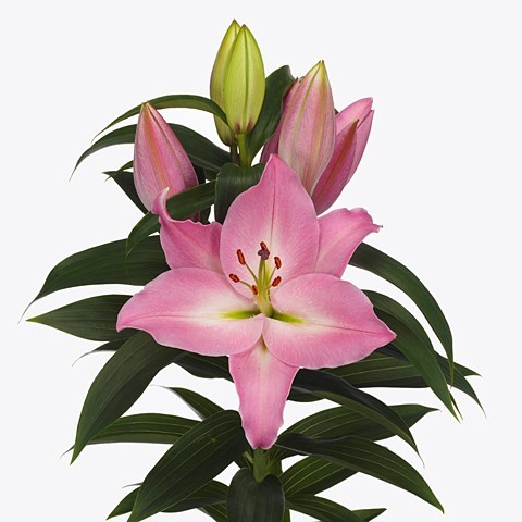 LILY ORIENTAL BARISTA 70cm 2+ | Wholesale Dutch Flowers & Florist ...