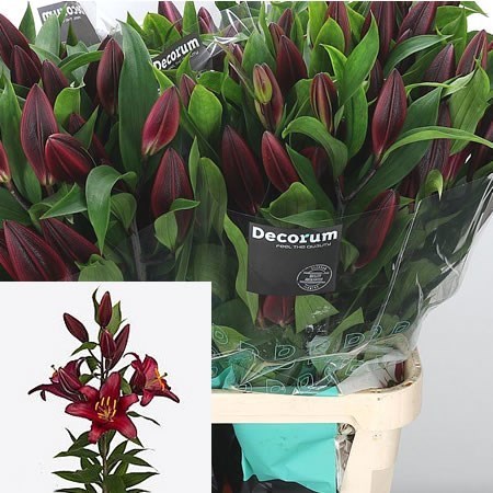 LILY ORIENTAL BOMBASTIC 100cm 4+ | Wholesale Dutch Flowers & Florist ...