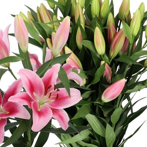 LILY ORIENTAL DALIAN 75cm 2+ | Wholesale Dutch Flowers & Florist ...