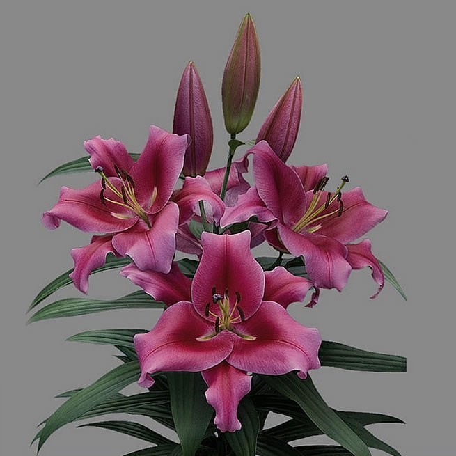 LILY ORIENTAL - DALIAN 95cm 5+ | Wholesale Dutch Flowers & Florist ...